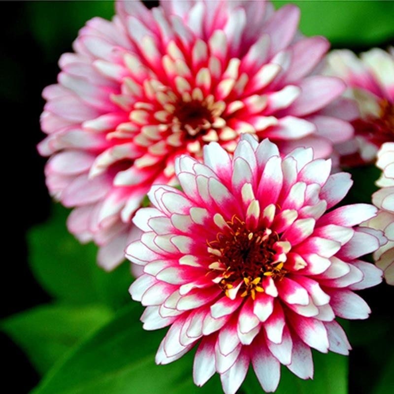 Zinniz Swizzle CHERRY & IVORY Stunning Flowers 20 SEEDS