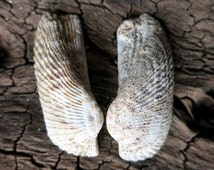 Popular items for turkey wing shells on Etsy