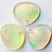 Scallop Shell Bead Czech Glass Shell Beads 15mm x 13mm