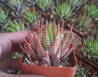 Floral & Garden Crafts – Etsy