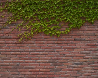 Ivy wall backdrop | Etsy