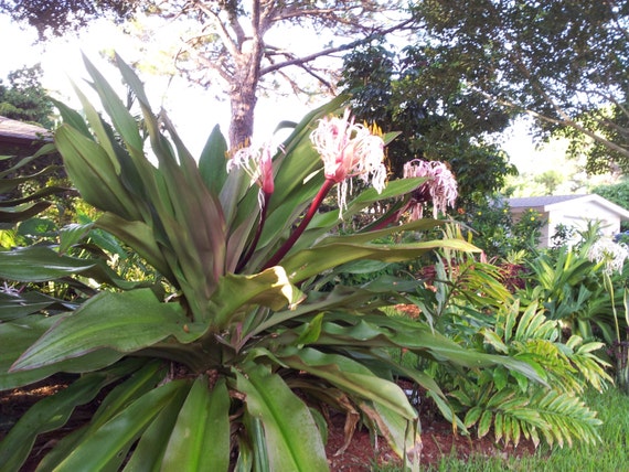 Crinum Asiaticum Procerum: Red-leaf Giant Crinum lily Red