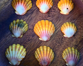 Unique sunrise shell related items | Etsy