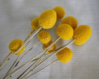 Billy buttons | Etsy