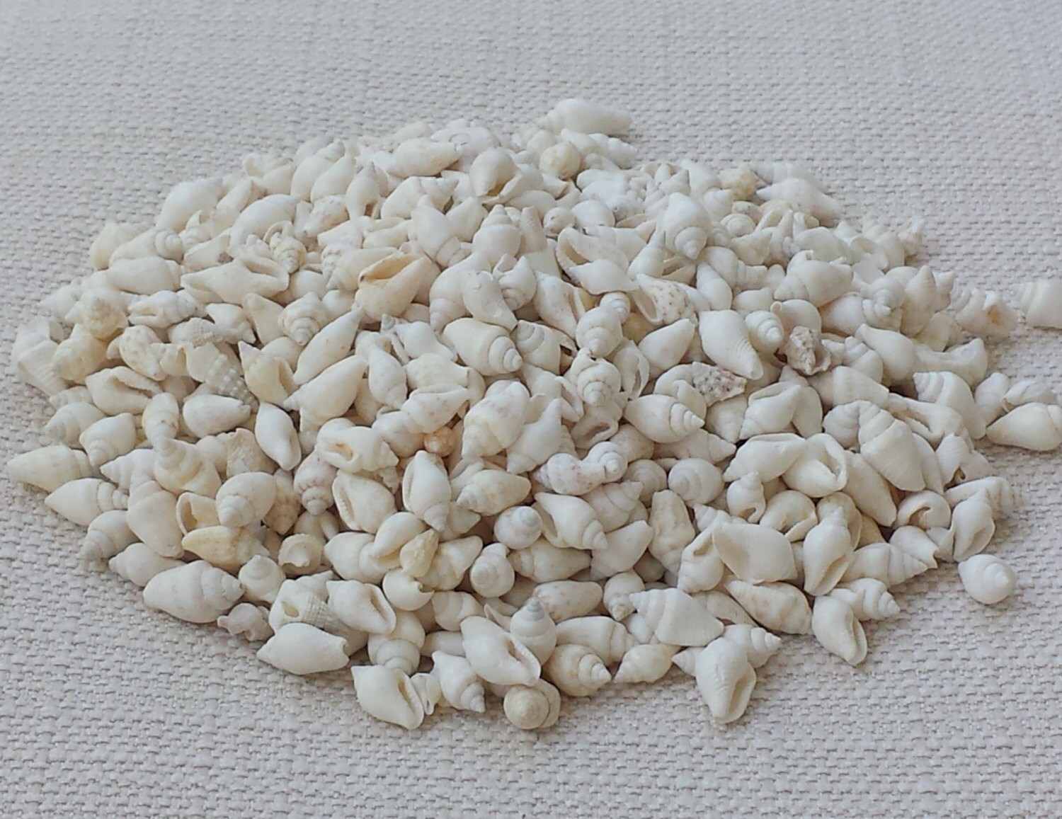 Tiny Shells Beach Decor Seashells Shells Craft Shells