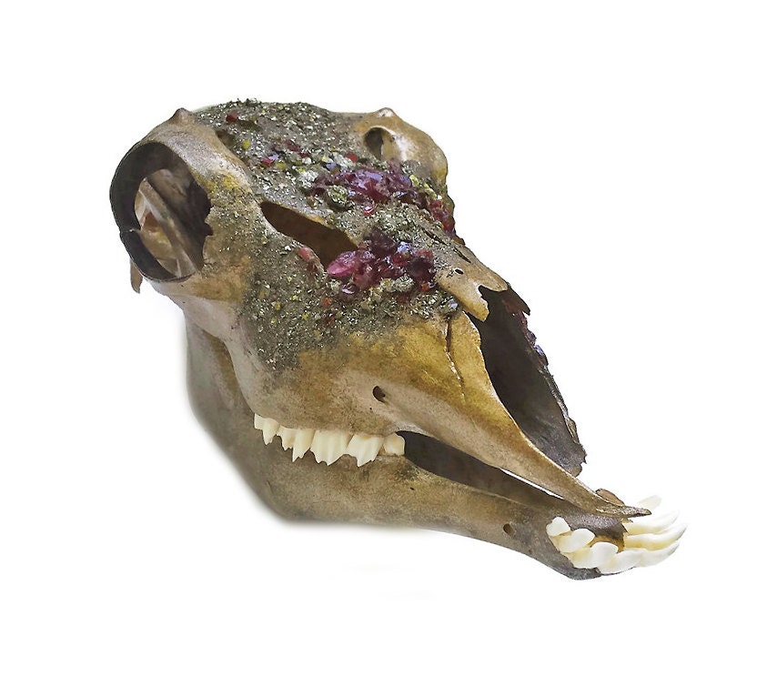 Pronghorn Skull Doe Skull Crystallized Skull by KristenJarvisART