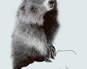 Woodchuck drawing | Etsy