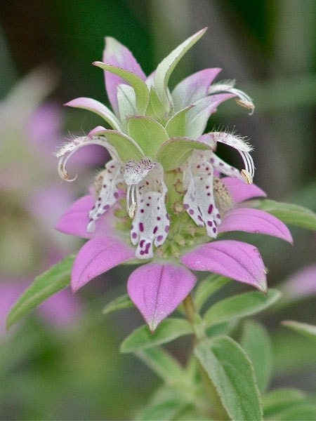 Monarda punctata Dotted Horsemint Spotted Bee Balm