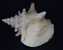 Unique rare sea shells related items | Etsy