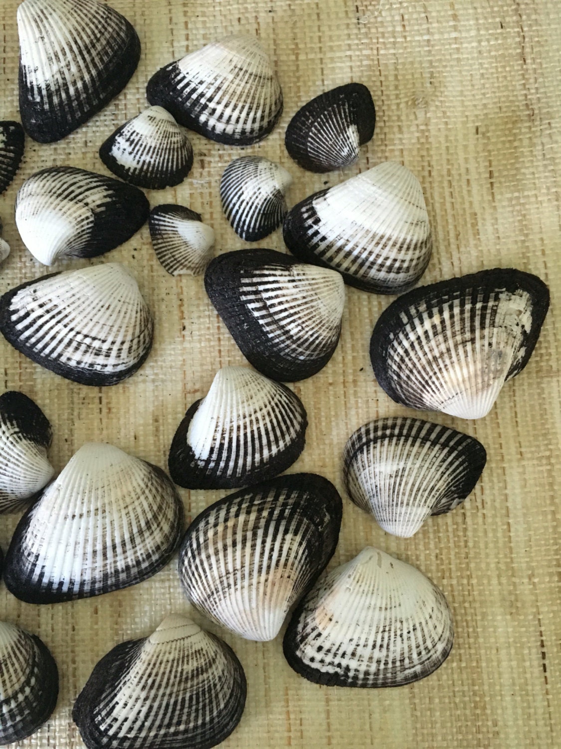 Ponderous ark shells ark shell collection black and white