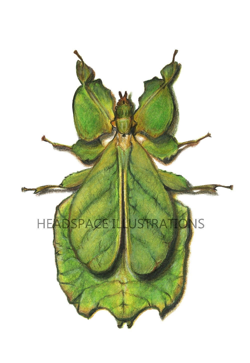 Green Leaf Insect Bug Art Print by Headspace Illustrations