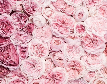 Peony Photography French Peonies Still Life Fine Art