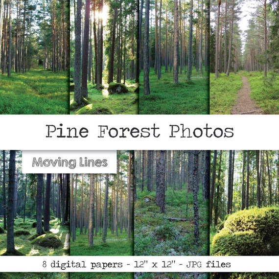 Pine Forest Photos Landscape Photography Mystic Wall
