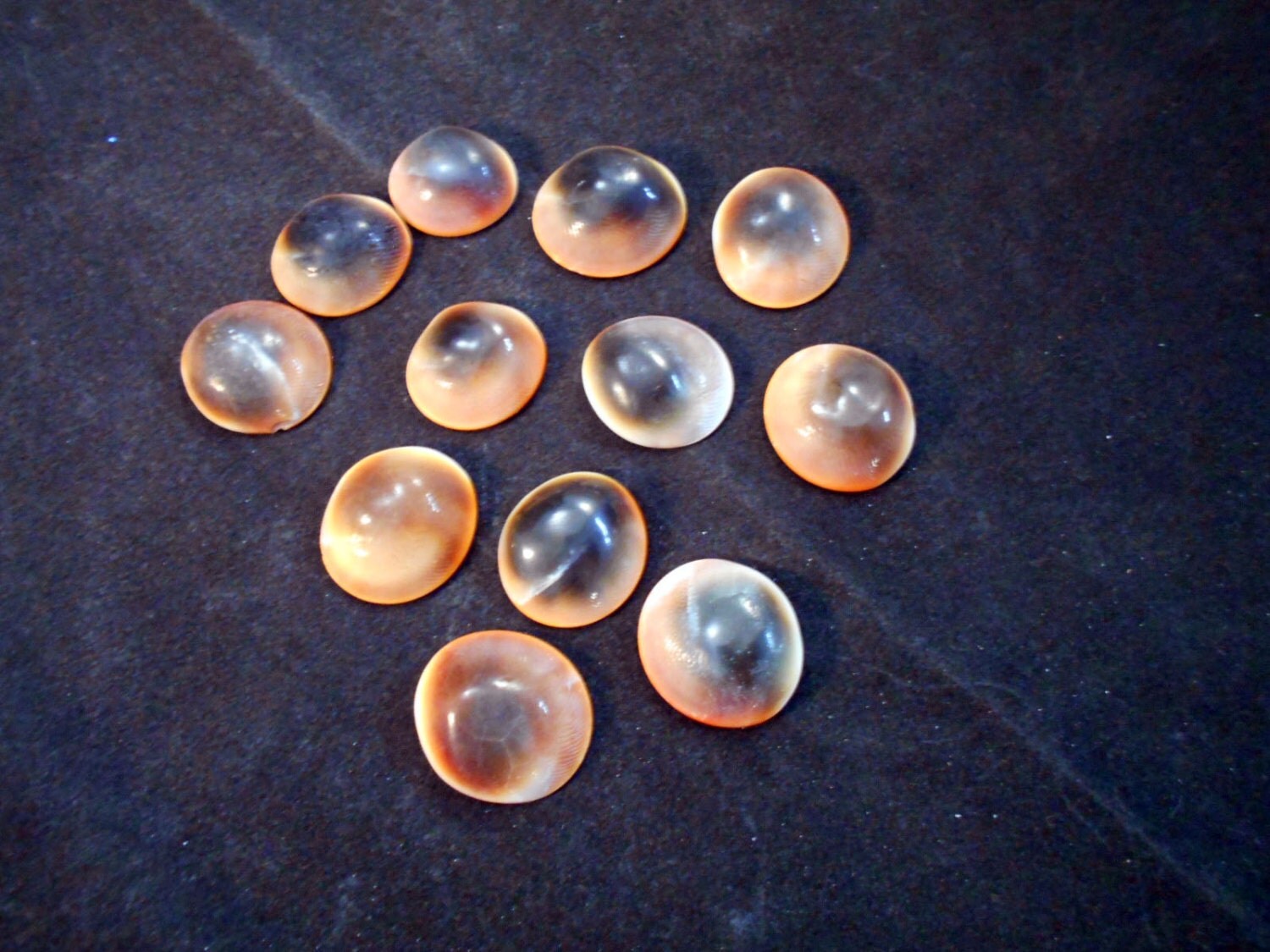 Set of 12 Red Cat Eye Shells 1/2 1