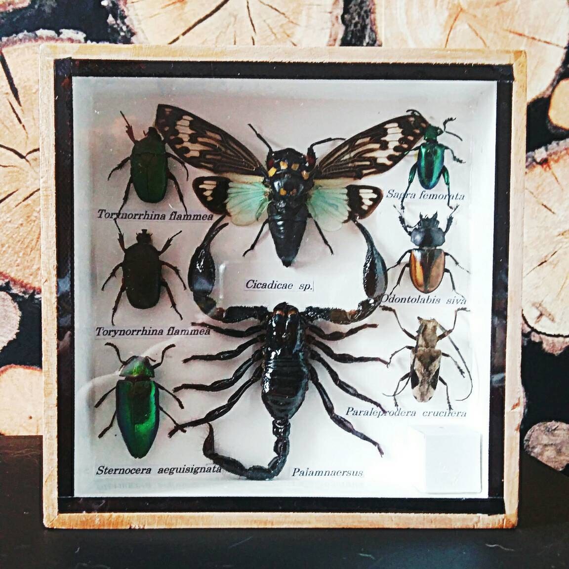 Insect display case taxidermy entomology by Chupacabrauk on Etsy