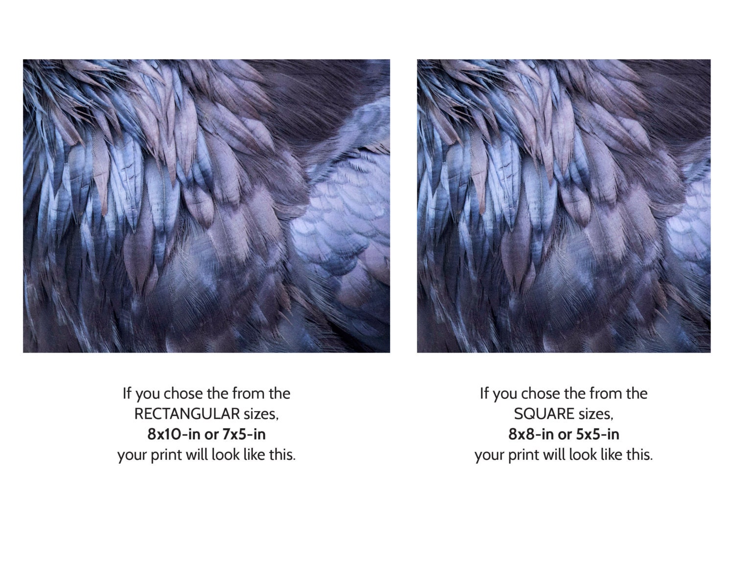 Raven Feather Close Up Throat Feathers in Glowing Blue and