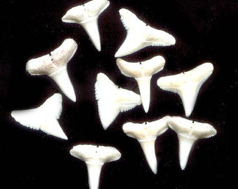 Small shark teeth | Etsy