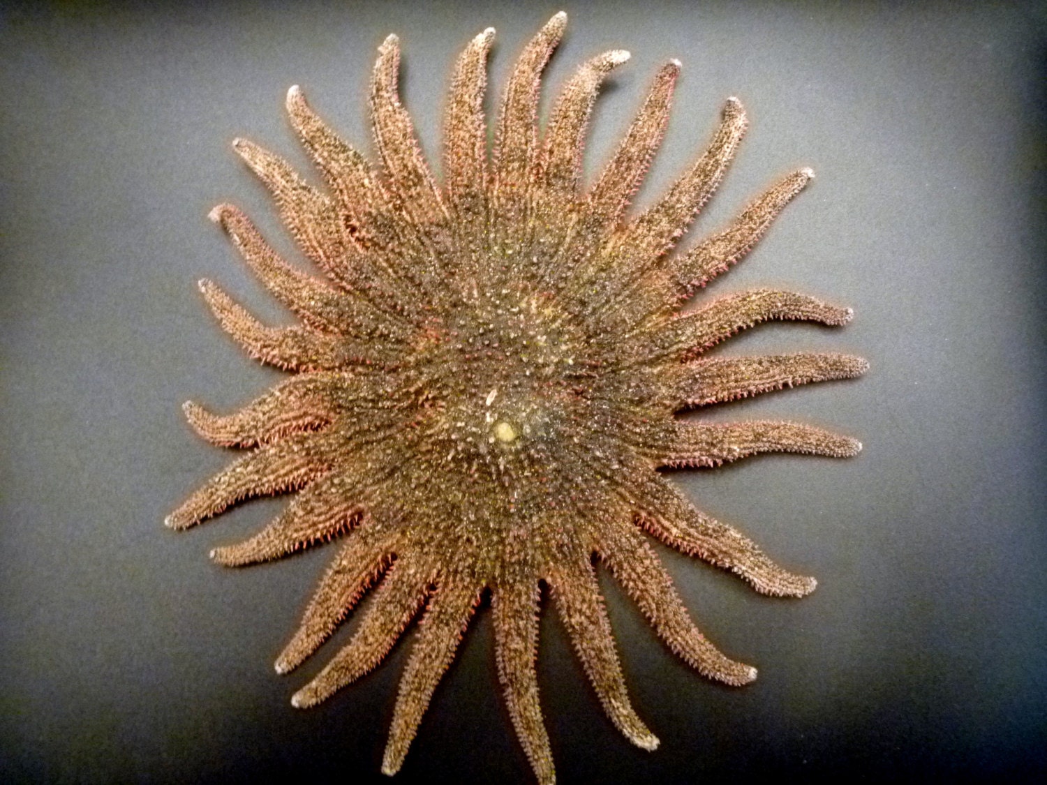 Spiny sunstar 6 8 sunflower starfish multileg seastar