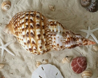 Natural sea shells | Etsy