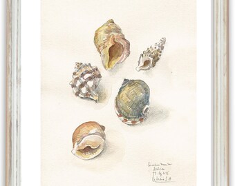 Seashell watercolor | Etsy