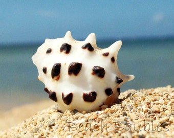 Seashell Photography Sea Shell Photography Seashell Photo