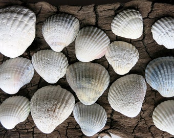 Ark clam shells – Etsy