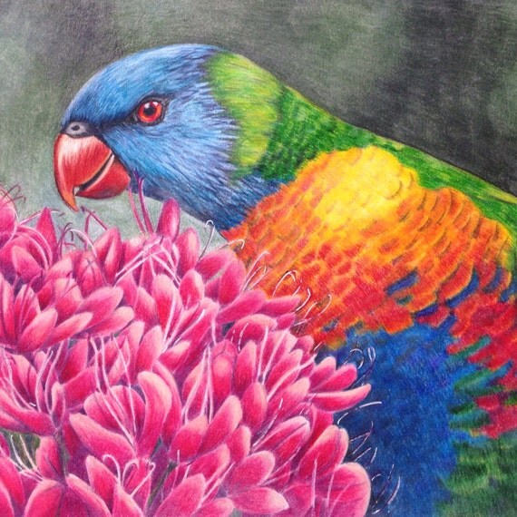 Rainbow lorikeet. ORIGINAL colour pencil drawing