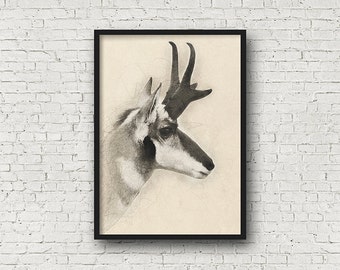 Pronghorn drawing | Etsy