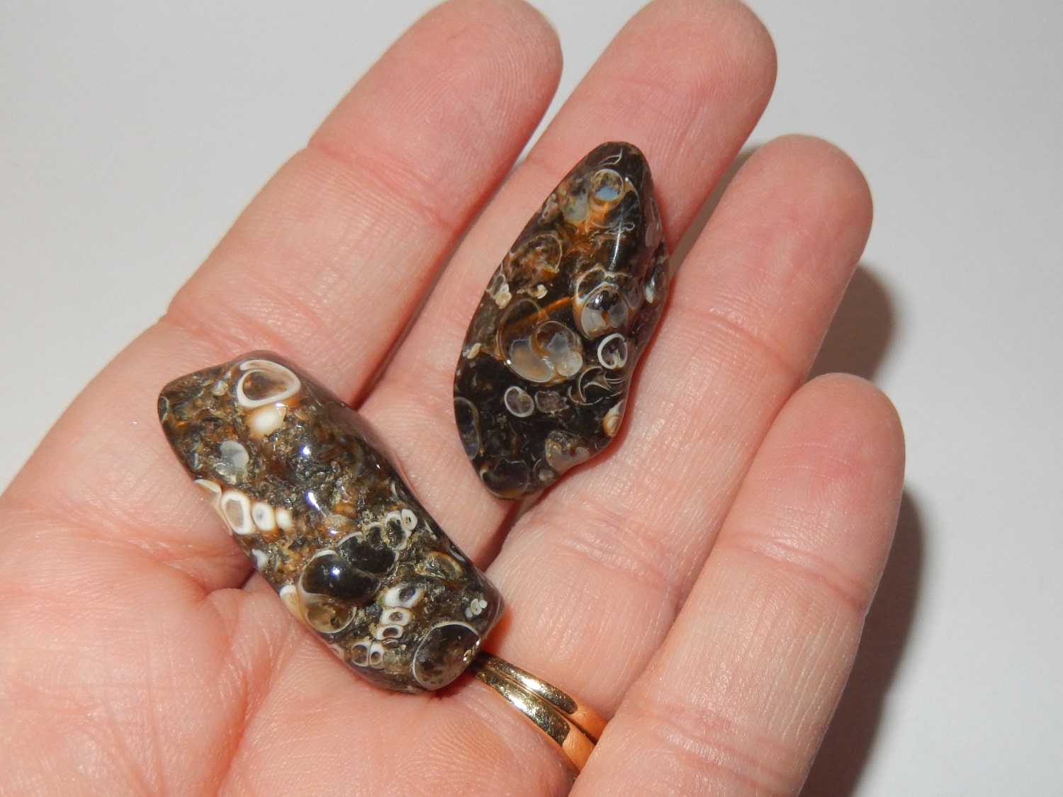 Turritella Fossil Agate by earthlightgems on Etsy