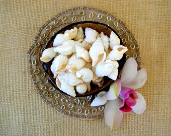 Bulk seashells | Etsy