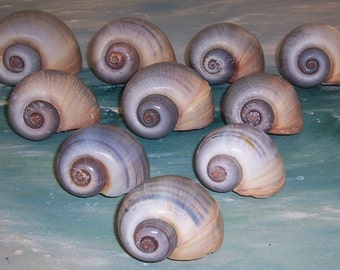 Apple snail shell | Etsy