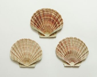 Large scallop shells | Etsy