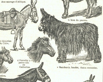 Mule illustration | Etsy