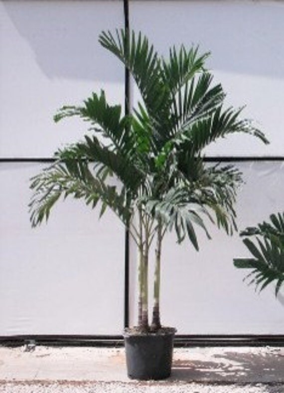 What makes the difference? - DISCUSSING PALM TREES WORLDWIDE - PalmTalk