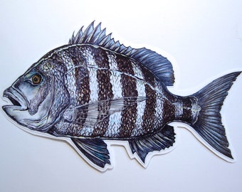 Sheepshead fish | Etsy