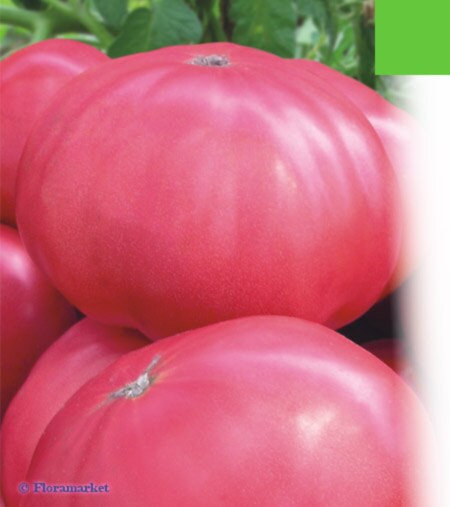 Organic Tomato Vegetable seeds Pink Giant from Ukraine late