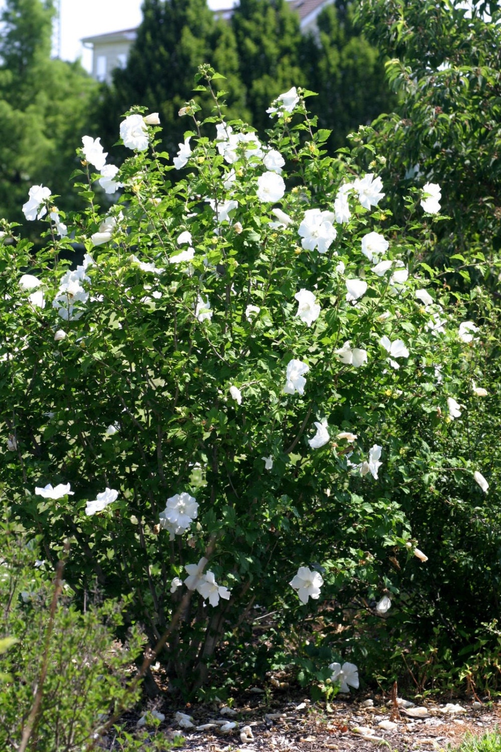 Rose of Sharon 'Diana' Hibiscus syriacus 3 Pack Rose of Sharon 'Diana' Hibiscus syriacus 3 Pack