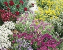 Unique alpine plants related items | Etsy