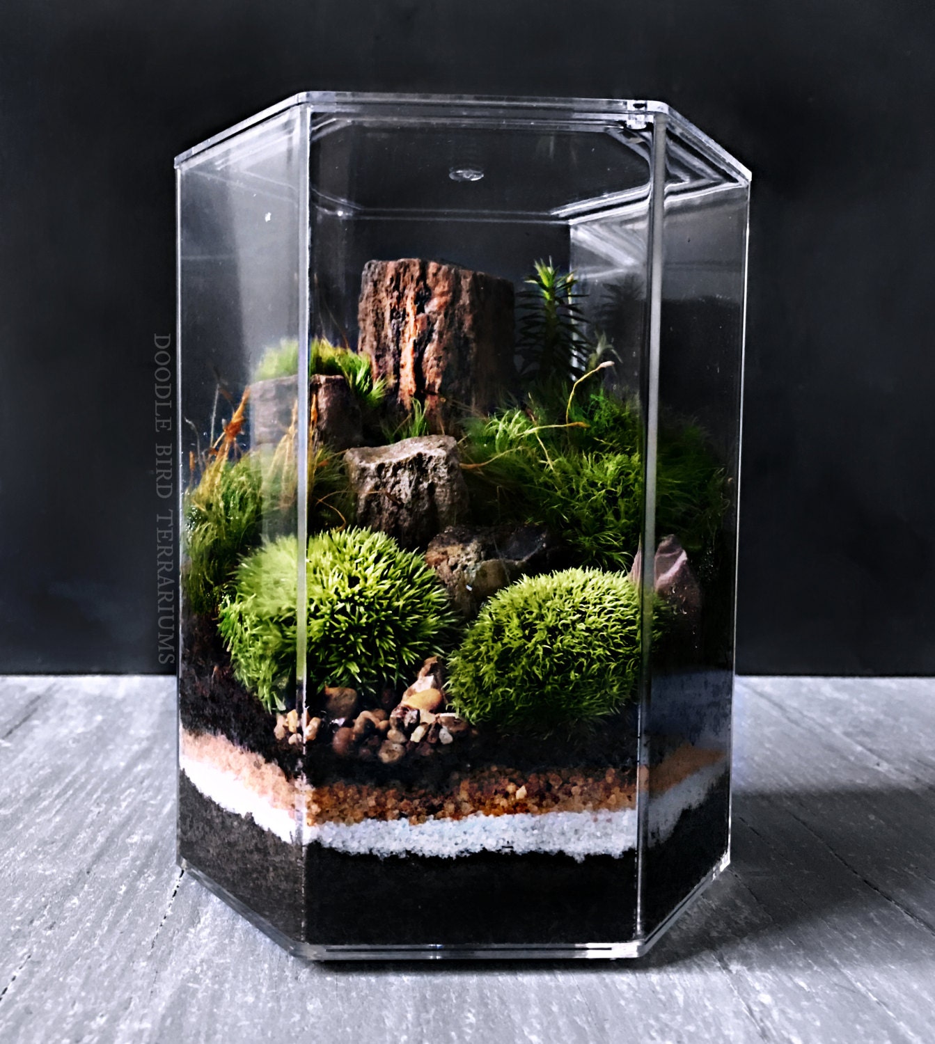 Desktop Landscape Terrarium in Geometric Hexagon Jar