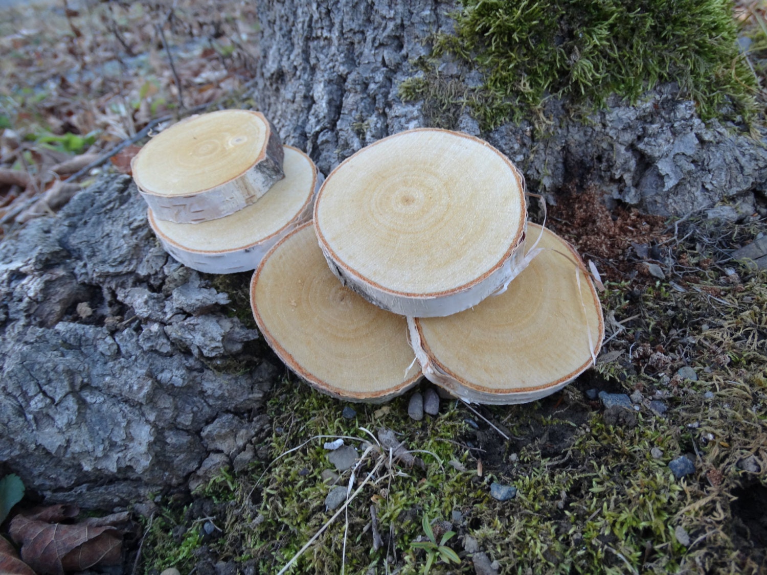 Birch slices small birch branch slices box of 5 birch