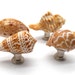 Knobs Shell Knobs Cabinet Knobs Set of 4 Shell Cabinet