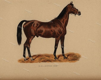 Horse etching | Etsy