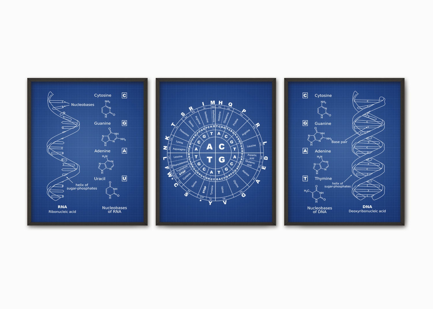 DNA and RNA Genetic Code Print Set Of 3 Genetics Poster