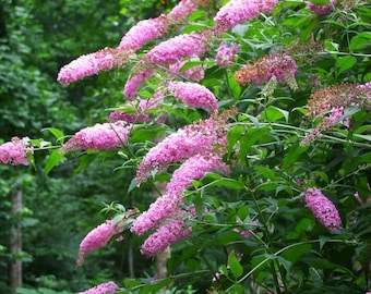 Butterfly bush | Etsy