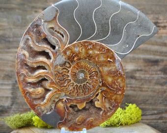 Ammonite fossil | Etsy