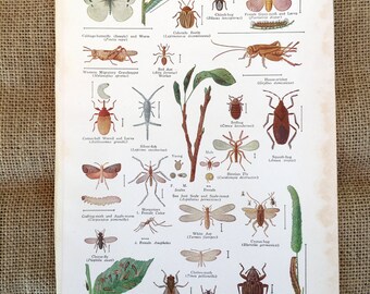 Vintage bug print | Etsy