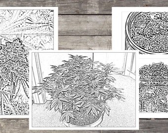 Three Cannabis Coloring Pages PDF Marijuana Plant DIY