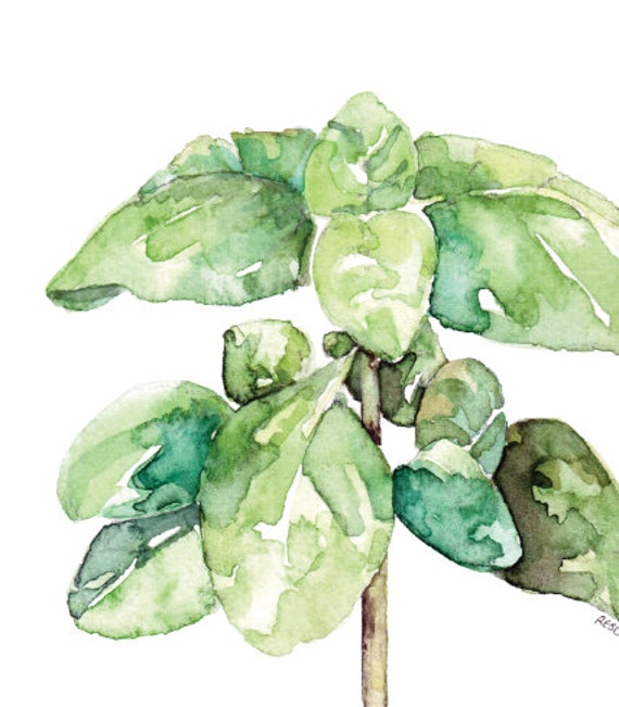 Basil Herb Painting Print from my by TheColorfulCatStudio on Etsy