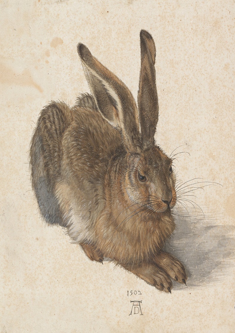 Albrecht Durer: A Young Hare. Fine Art Print/Poster. 001925