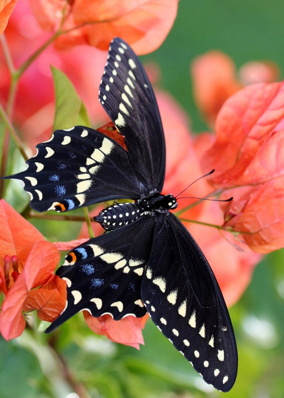 Butterfly photo greeting cards butterfly by DixieLeePhotography